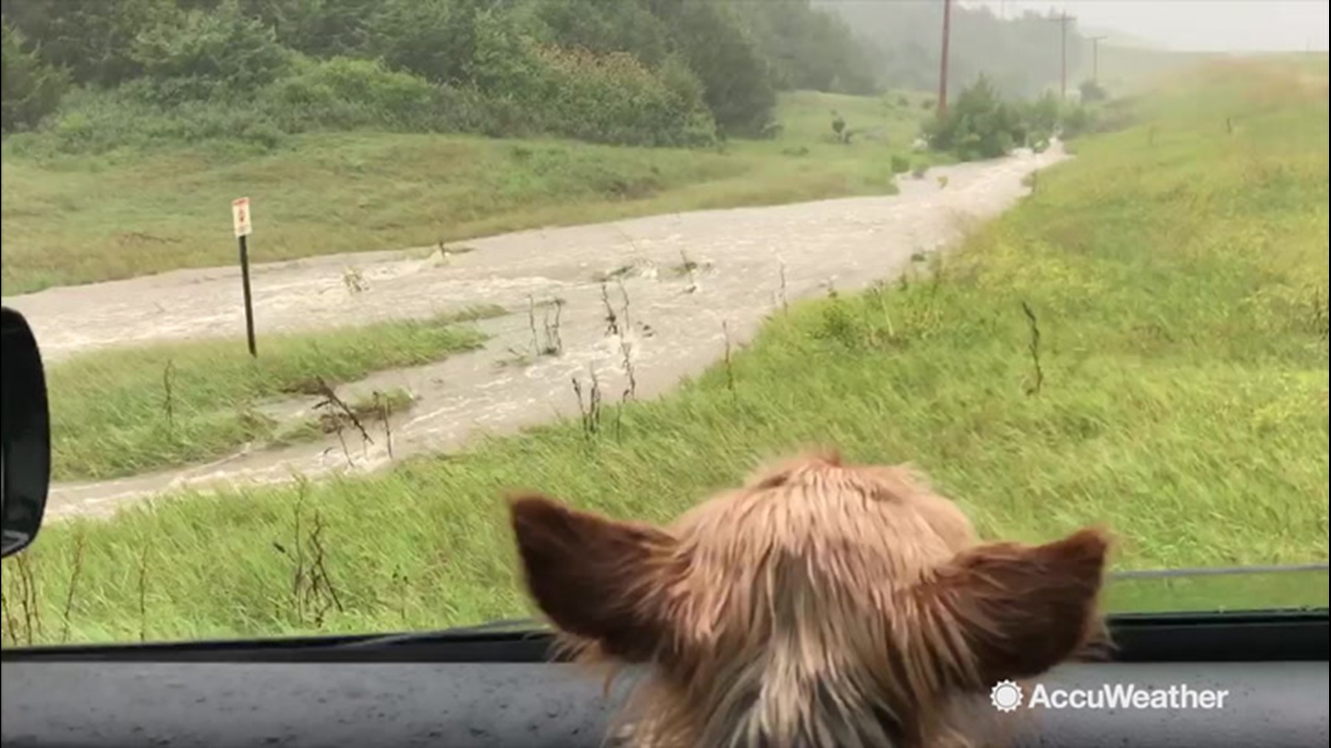 Gizmo Is Fed Up With All Of These Flash Floods