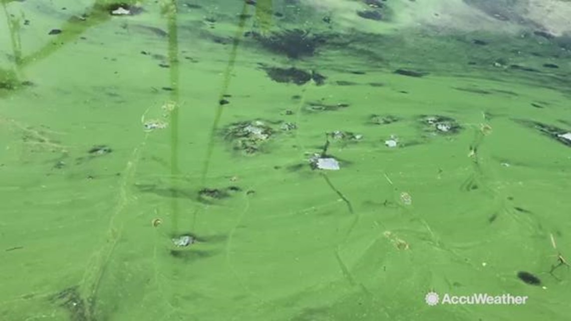 What risks do algal blooms pose to humans and animals? | kvue.com
