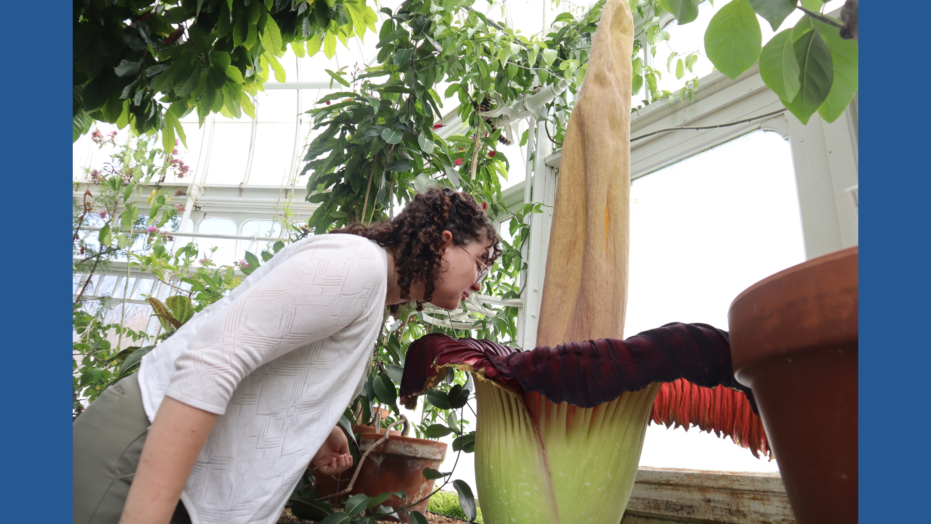 Mount Holyoke’s corpse flower blooms again, drawing crowds to its ...