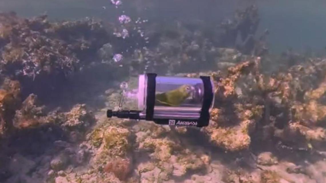 WATCH: Parakeet goes snorkeling in Bahamas with homemade submarine ...