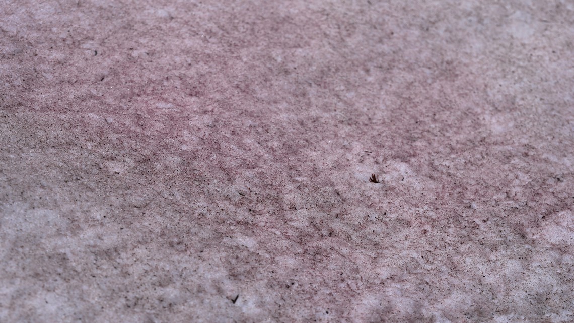 What is Watermelon snow? Pinkish snow in Utah piques curiosities | kvue.com