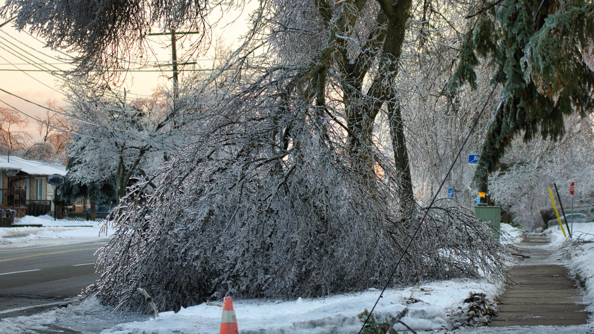 Yes, trees may explode during the coming winter storm. Here's why ...