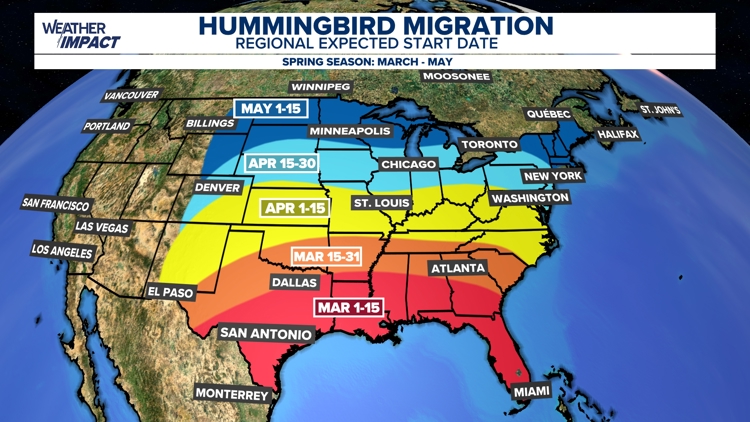The ruby-throated hummingbird migration is almost here. Here's what to ...