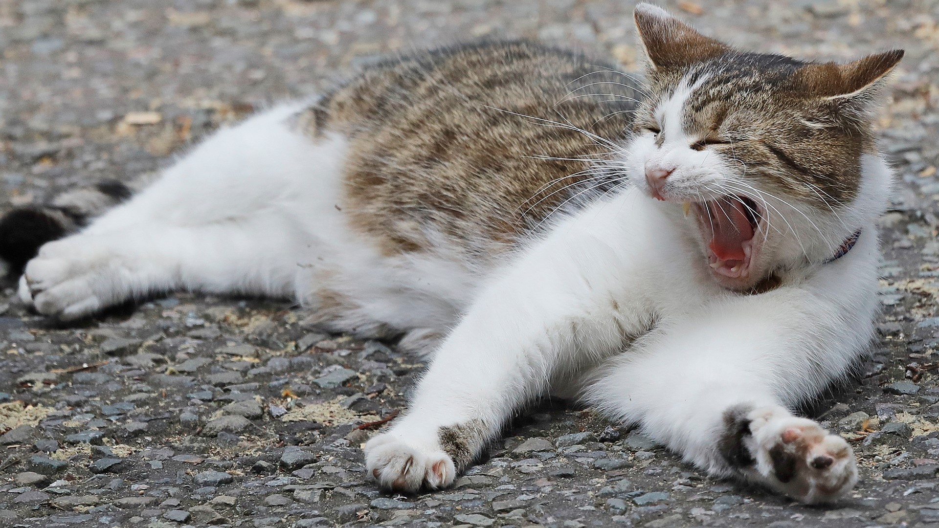 Larry the cat, UK chief mouser, celebrates 10 years on the prowl | kvue.com