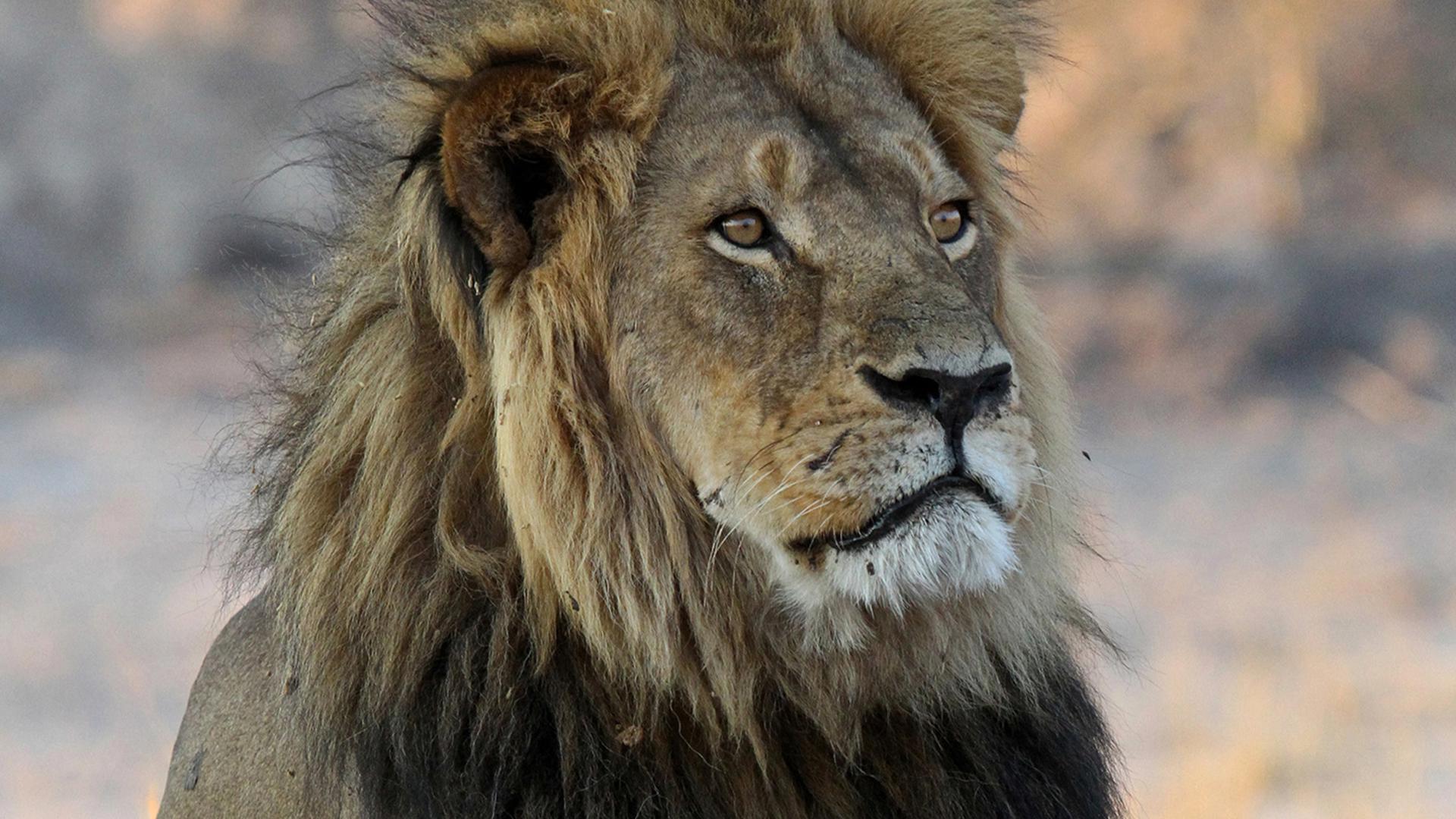 Outcry after trophy hunter kills Zimbabwe lion involved in research ...