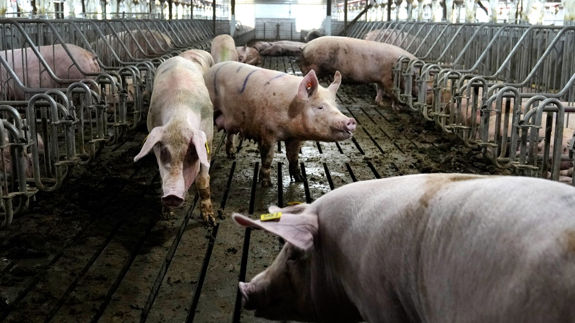 California law to get pigs out of tiny cages takes effect July 1 | kvue.com