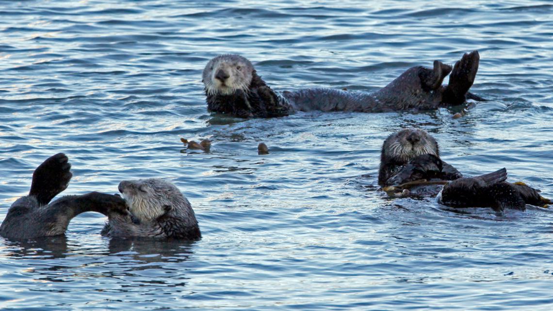 Swifties help Monterey Bay Aquarium raise $2.1M with vintage tee ...