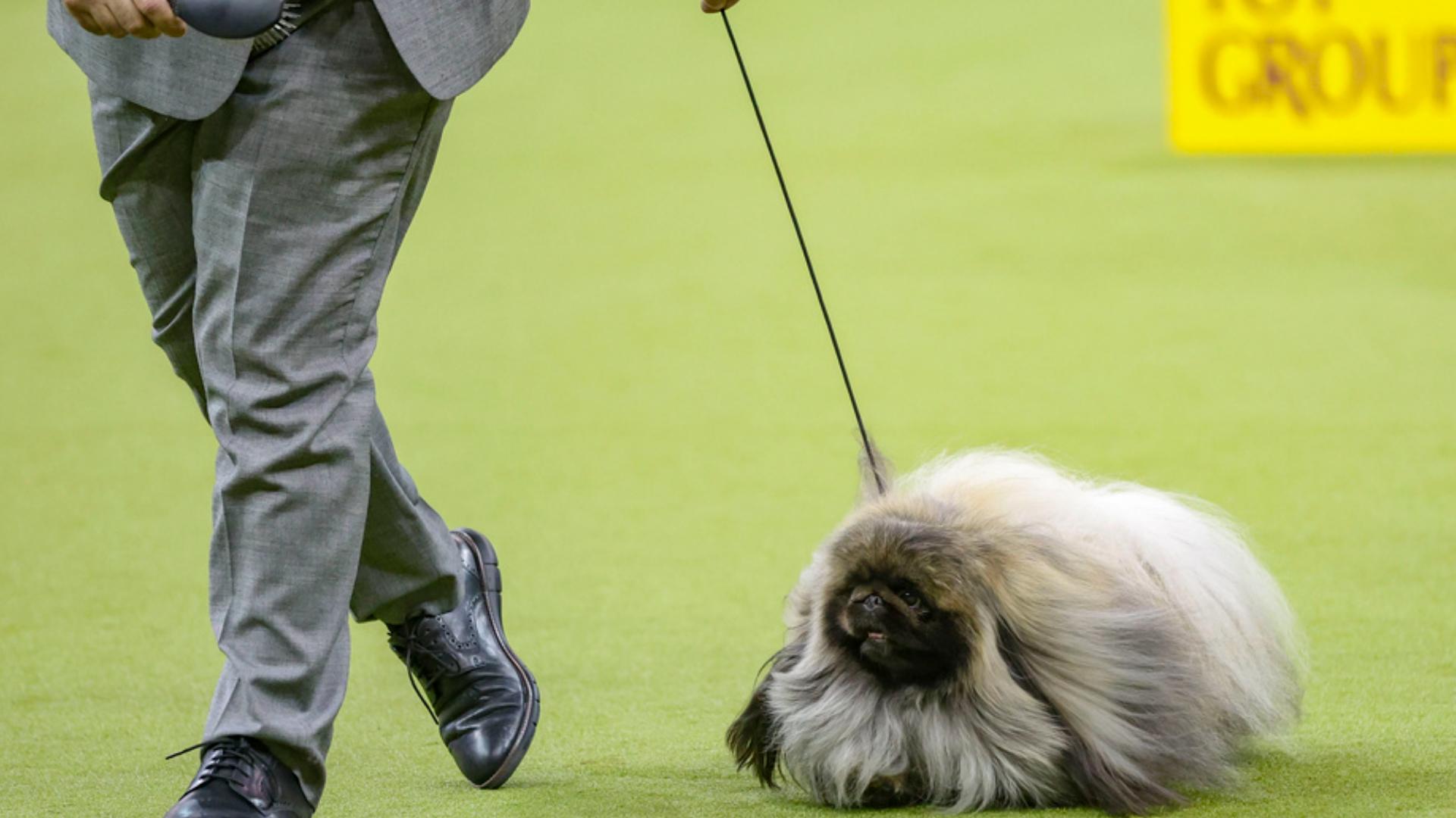Who won best in show at the Westminster Dog Show? | kvue.com