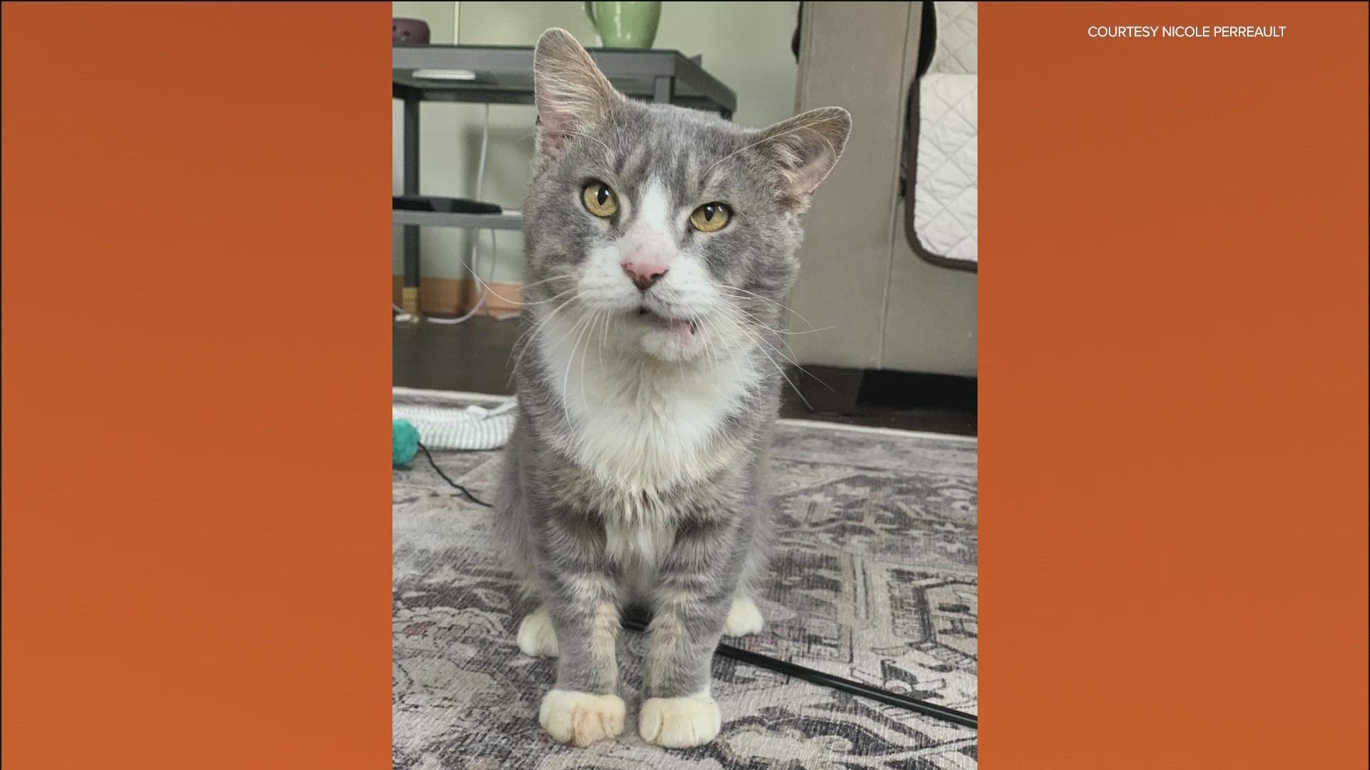 Rescued cat becomes Target model | kvue.com