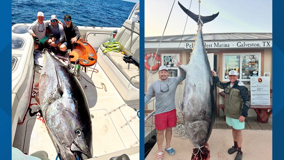 Port Arthur man hauls in record breaking 884 pound Bluefin Tuna | kvue.com