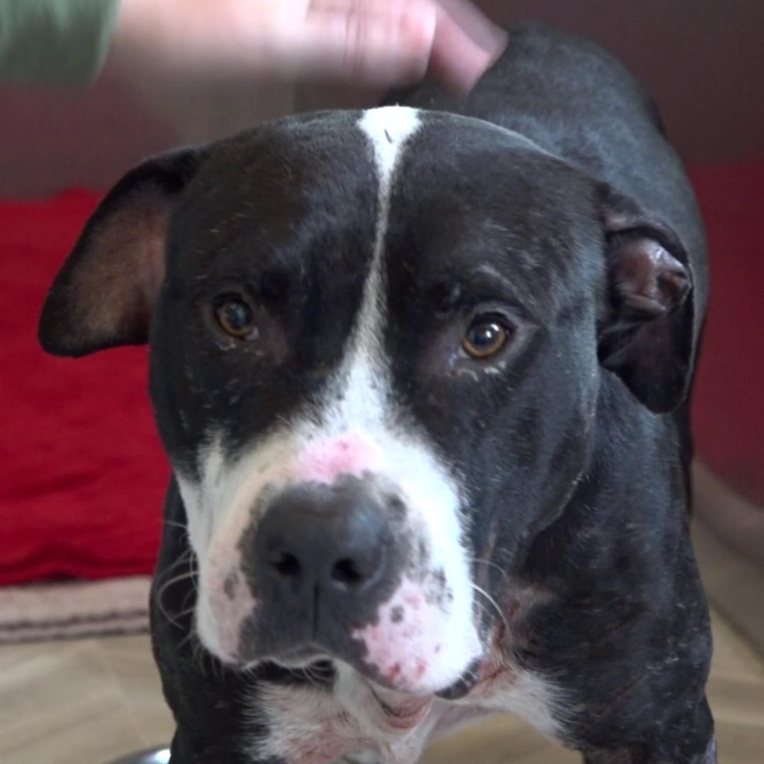 Newton County Sheriff’s Office seeks rescue groups for dogs seized in ...