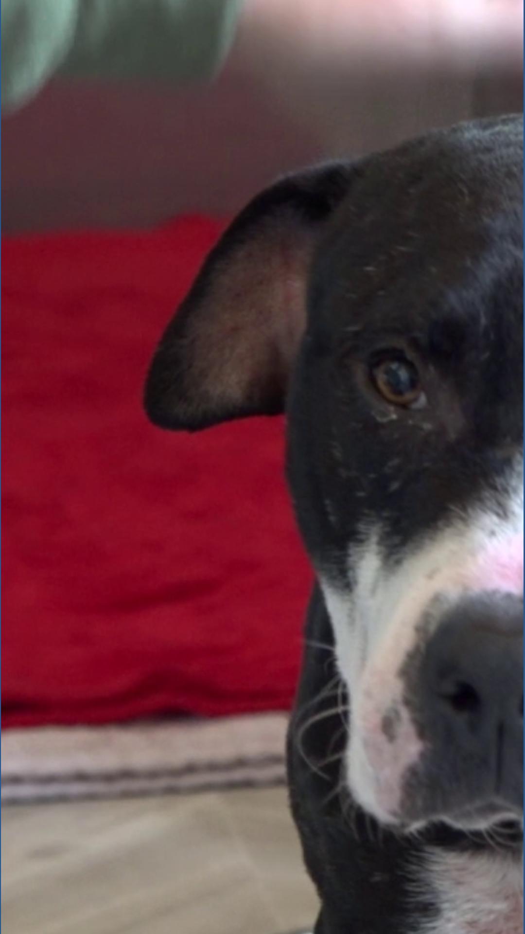 Newton County Sheriff’s Office seeks rescue groups for dogs seized in ...