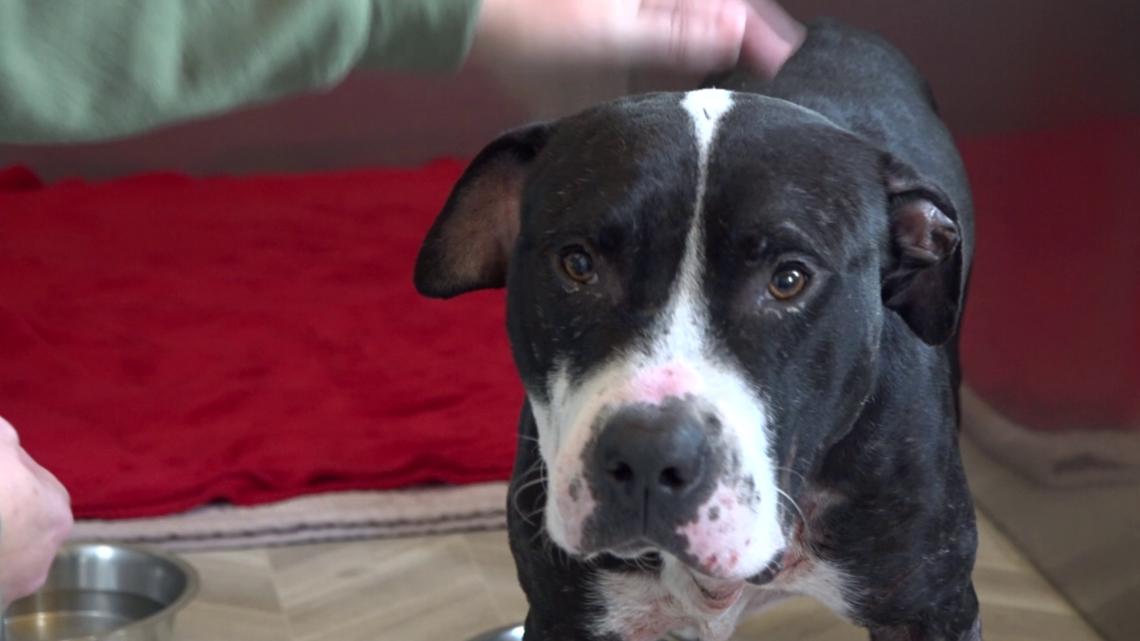 Newton County Sheriff’s Office seeks rescue groups for dogs seized in ...