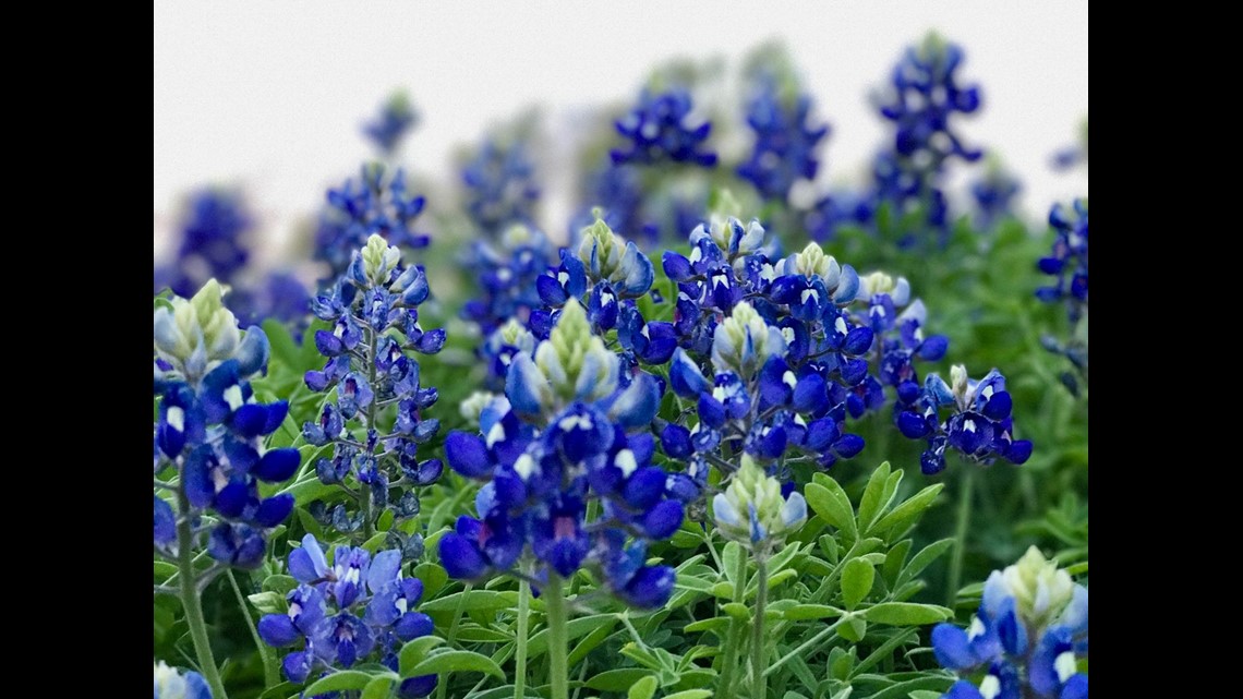 The legend of the bluebonnet | kvue.com