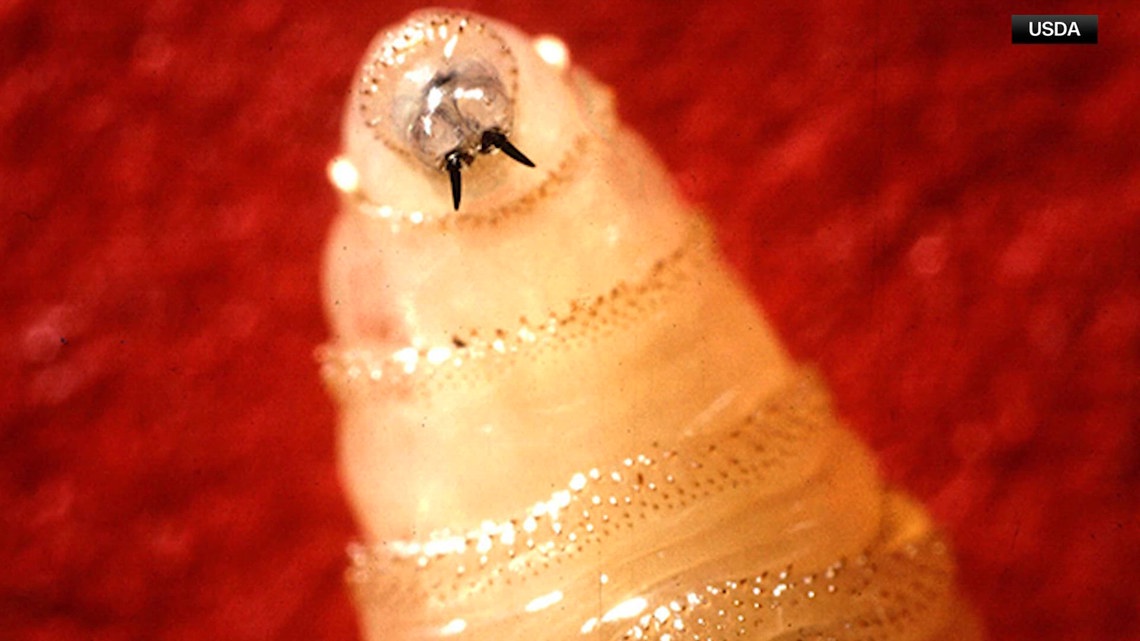 Updated Screwworm map: Where have they been found in Texas? | kvue.com