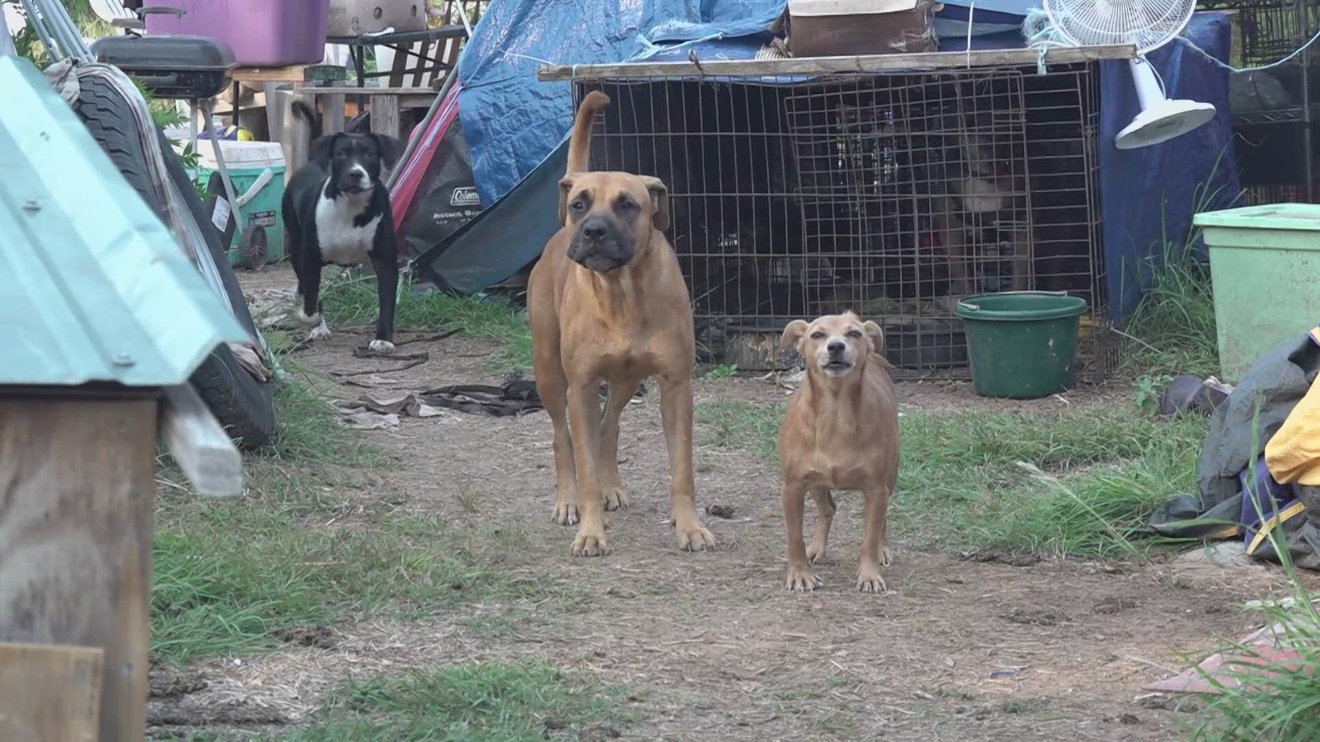 Arrest affidavit reveals new details in animal cruelty case in ...