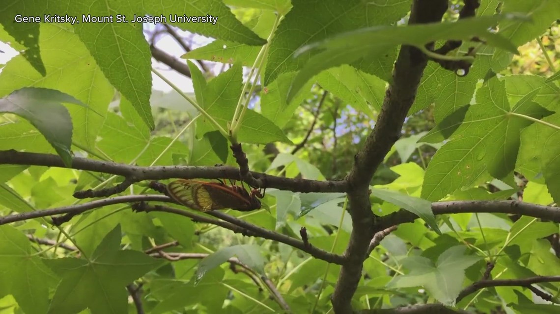 Verify | Will a double brood of cicadas hatch Central Texas? | kvue.com