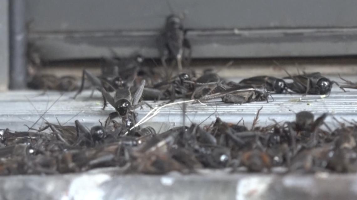Central Texas News | Black crickets invade Texas | kvue.com