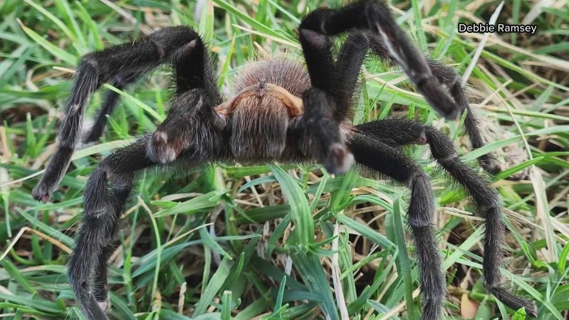 Why are there more tarantulas in the Austin area right now? | kvue.com