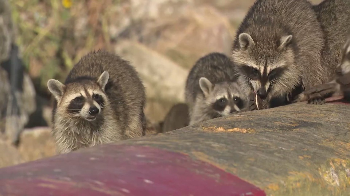 City of Galveston cracks down on raccoon feeding at popular seawall ...