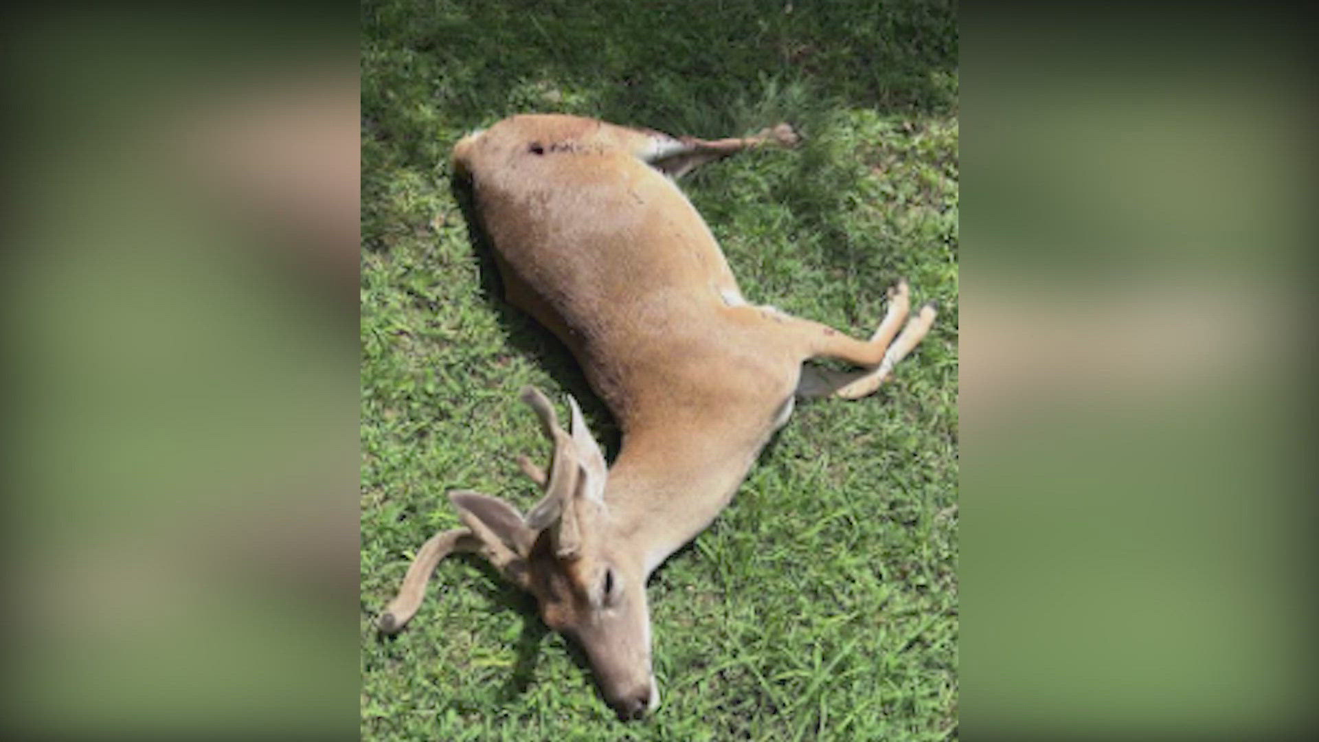 Help sought in New Braunfels deer shooting probe | kvue.com