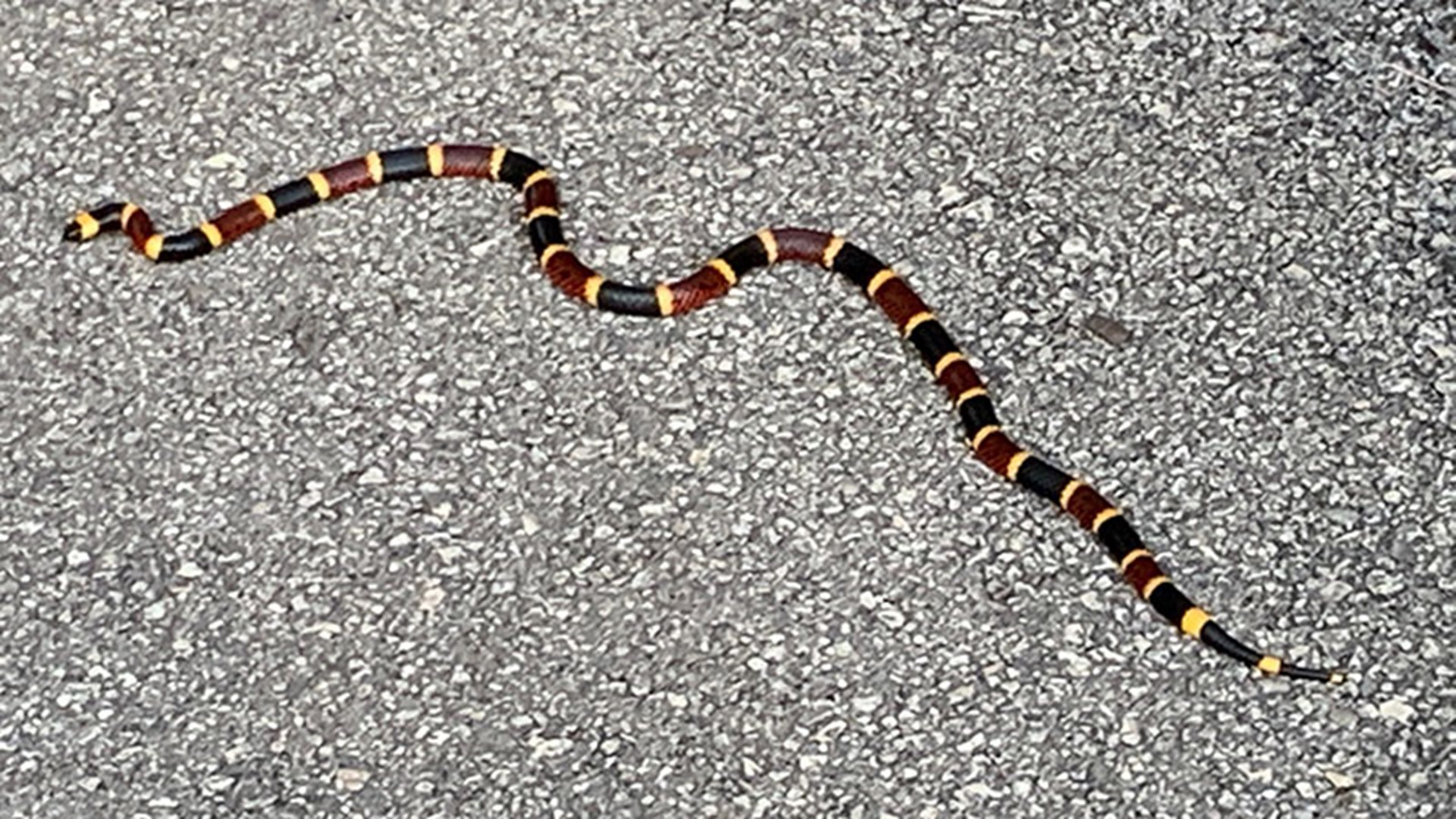 Sneaky serpents: Texas Department of Agriculture reminds Texans to keep ...