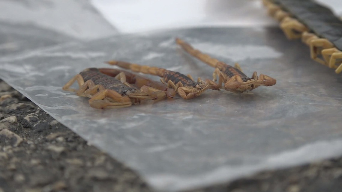 Pest control shares tips to protect your home from scorpions | kvue.com