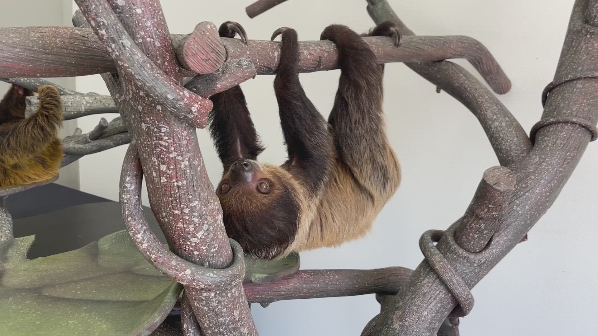 Zoo announces winning names for baby sloths | kvue.com