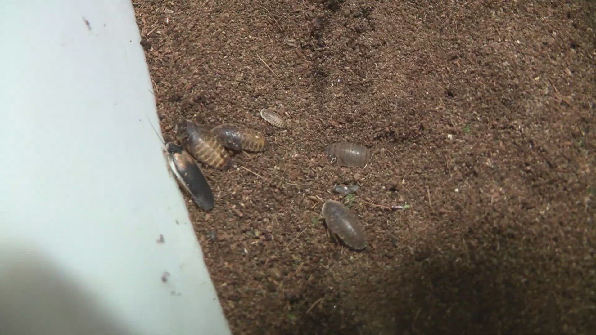 San Antonio Zoo brings back 'Cry Me a Cockroach' fundraiser | kvue.com