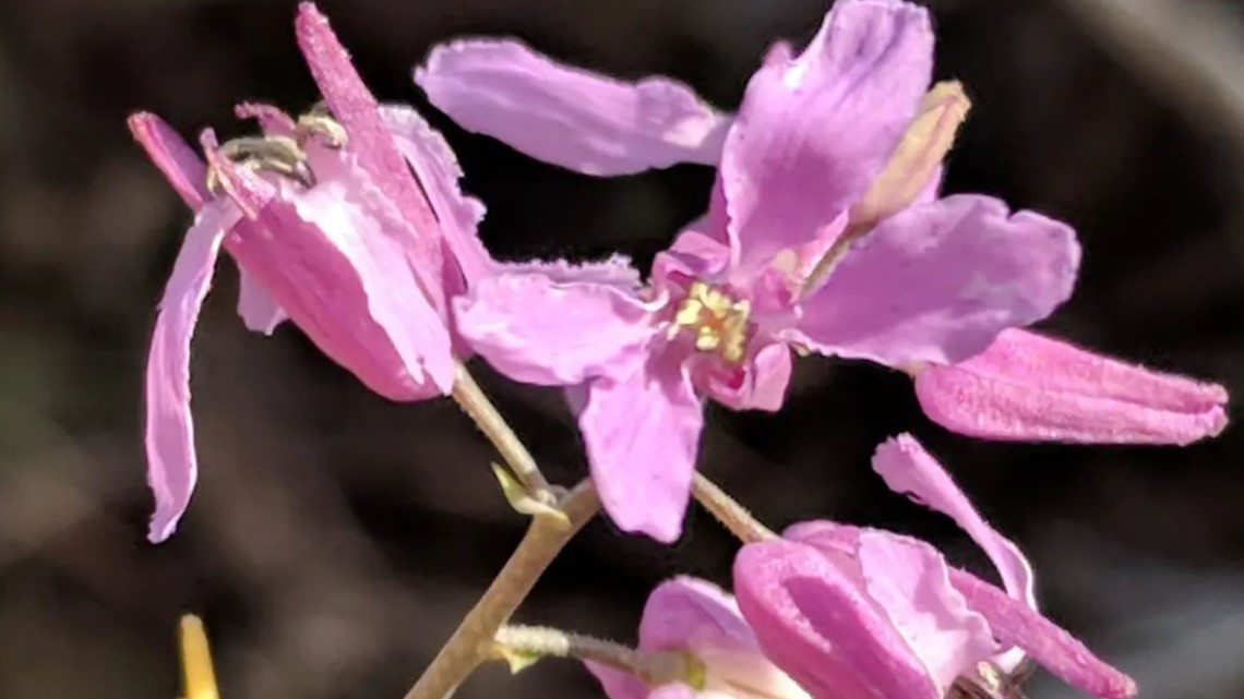 A rare Texas wildflower gets protection under the Endangered Species ...