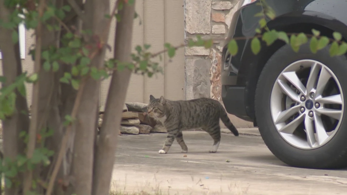 San Antonio neighborhood shaken after pet cat shot with blow dart ...