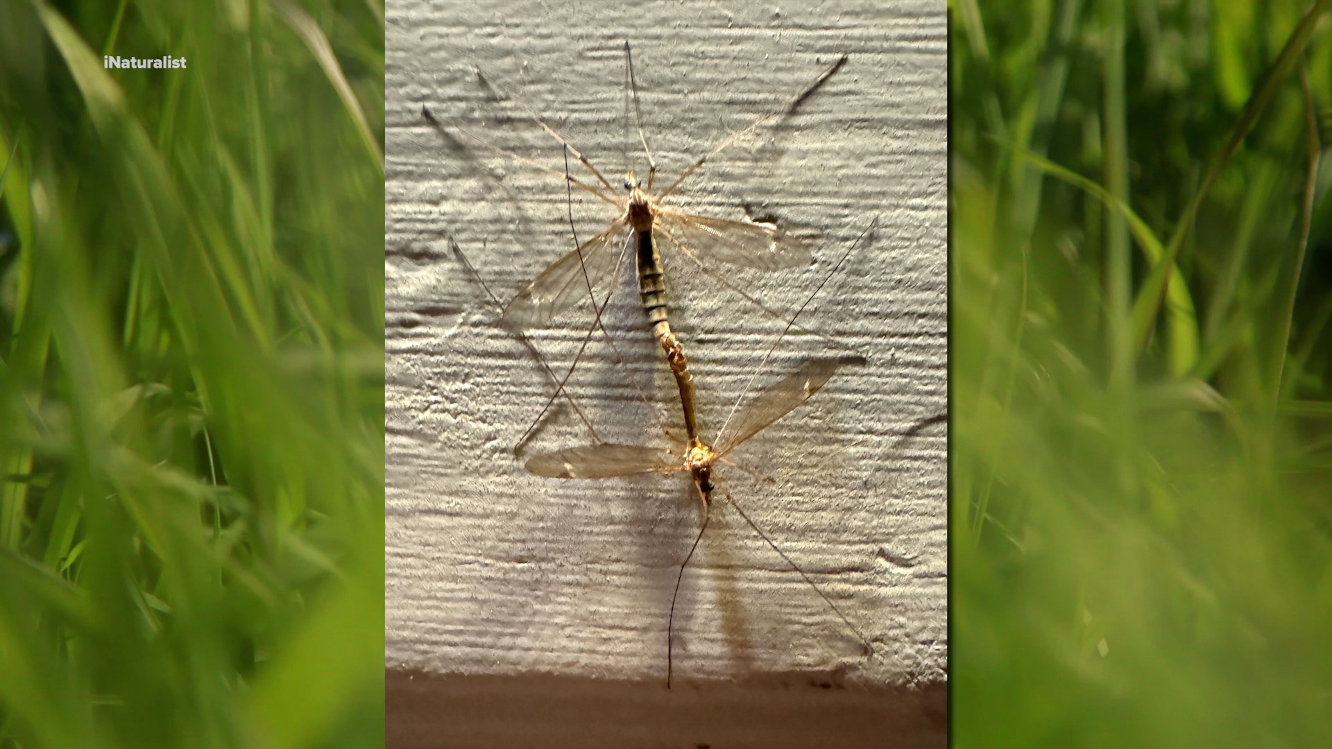 San Antonio experts say the crane fly is a misunderstood insect | kvue.com