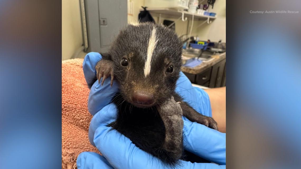 Animal Help Now aids Texas wildlife rescuers with grants | kvue.com