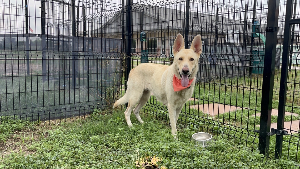 San Antonio dog Sally finds new home after owner is shot and killed ...