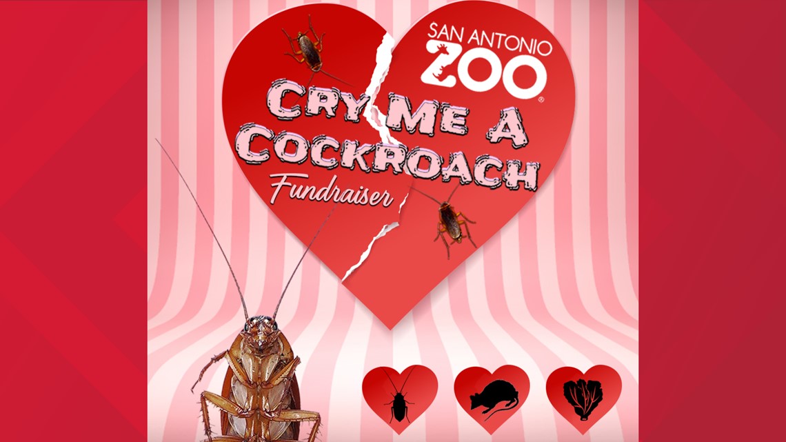 San Antonio Zoo brings back 'Cry Me a Cockroach' fundraiser | kvue.com