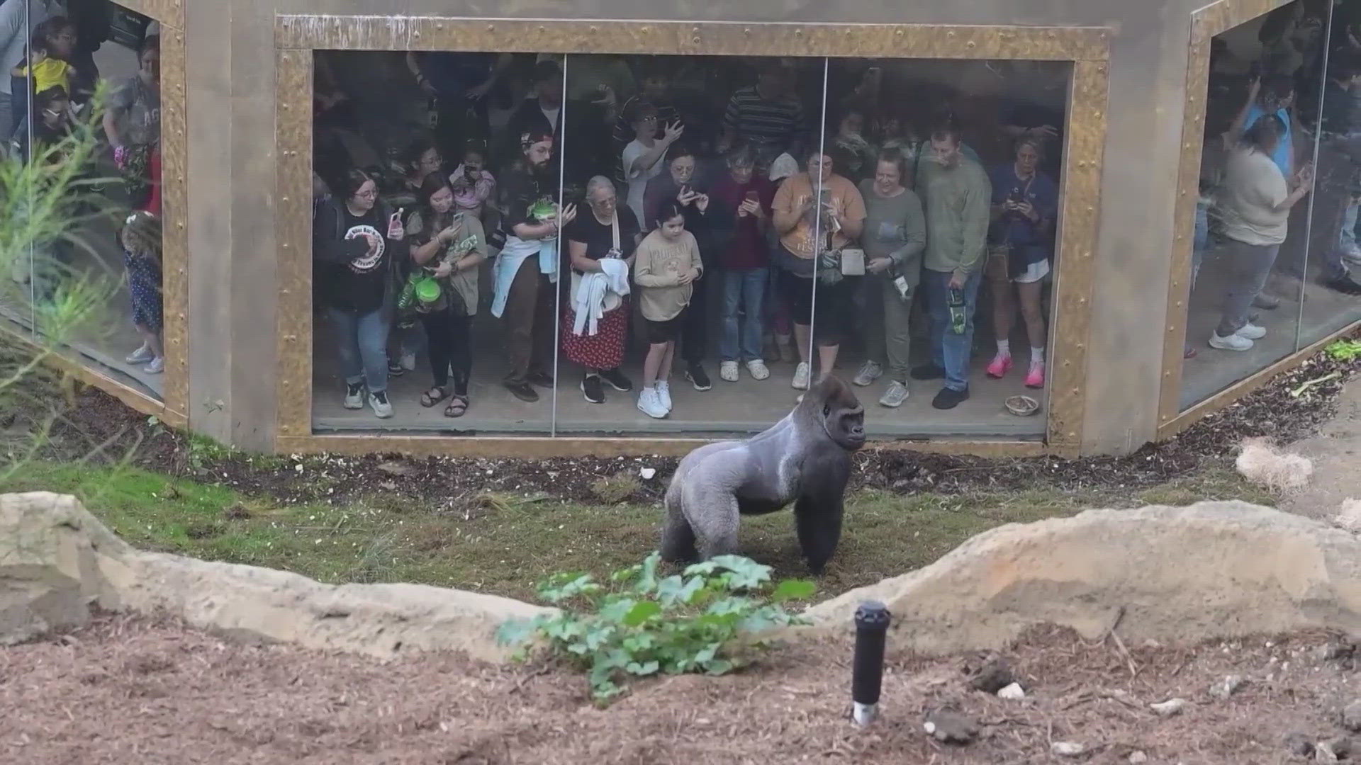 San Antonio Zoo offers free admission for Texas teachers during ...