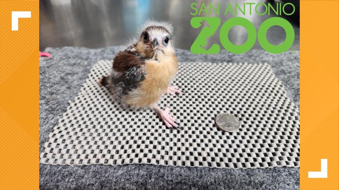 San Antonio Zoo welcomes record-breaking pygmy falcon chick | kvue.com