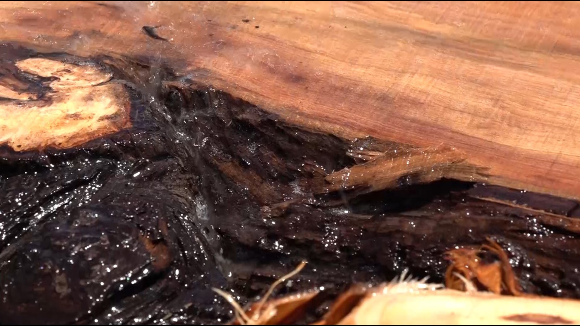 Texas carpenter salvaging uprooted trees after catastrophic floods ...