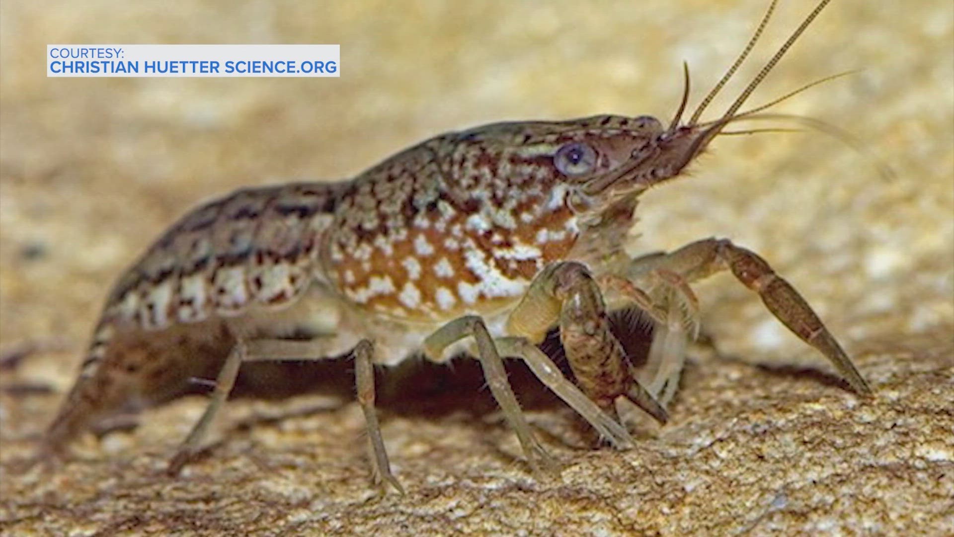 Texans need to be worried about this self-cloning crayfish | kvue.com