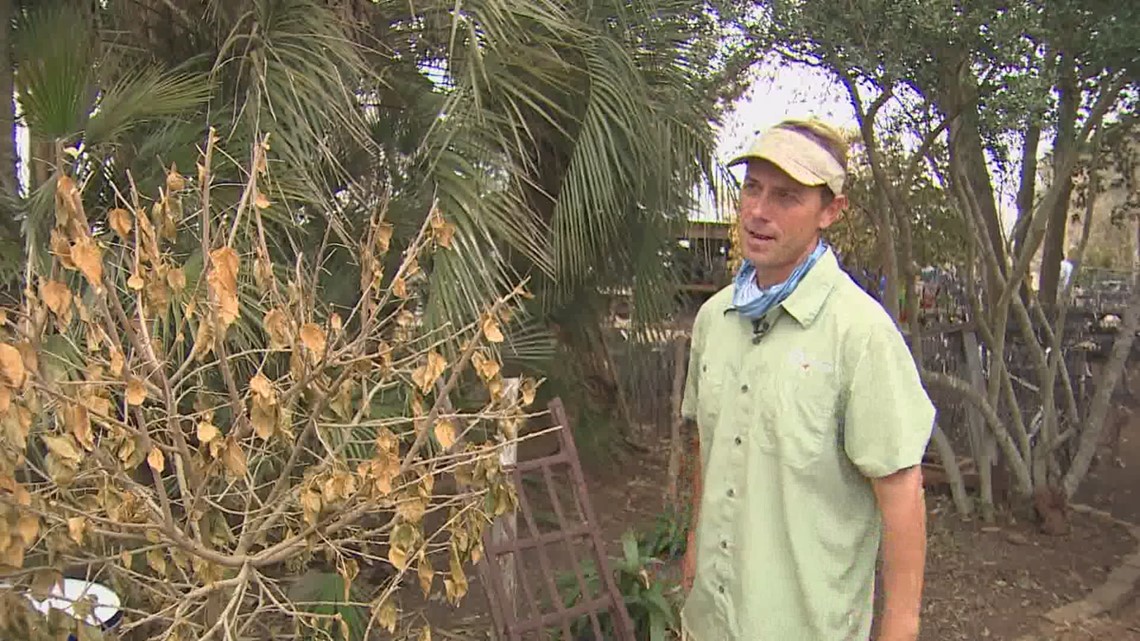 What plants will survive after the winter storm in Texas? | kvue.com