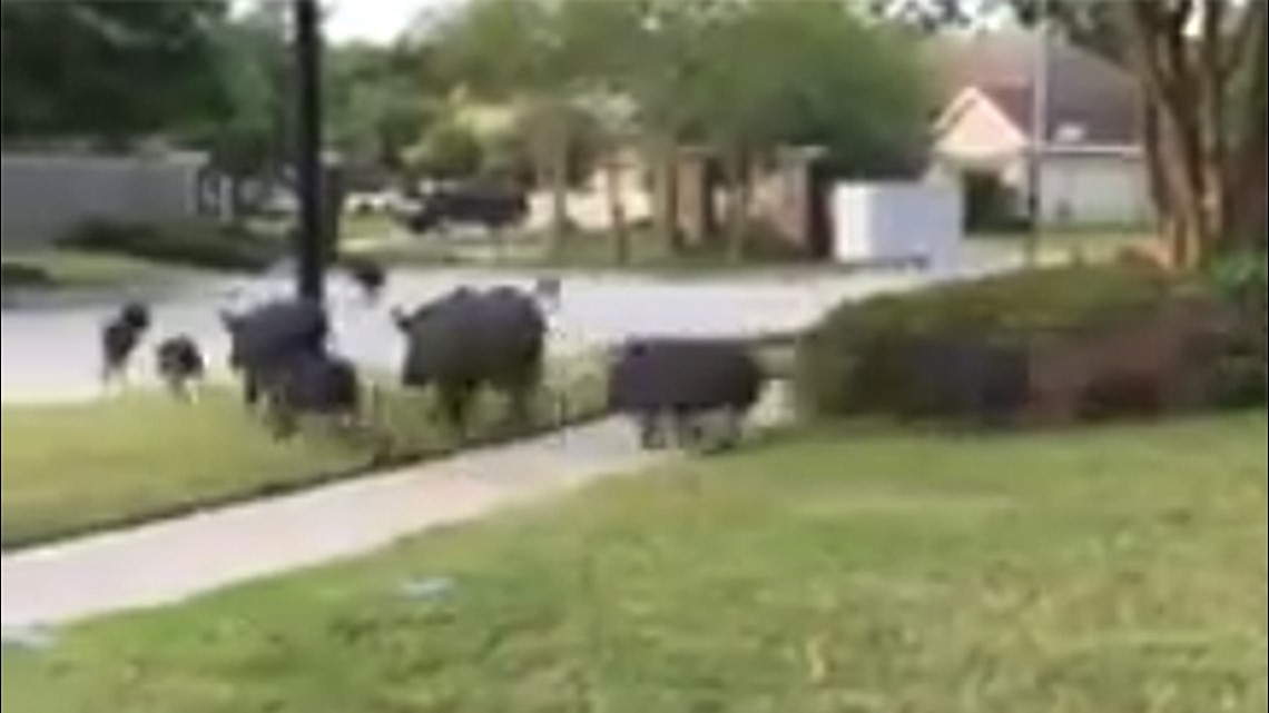 Wild hogs captured on video running through Spring neighborhood | kvue.com