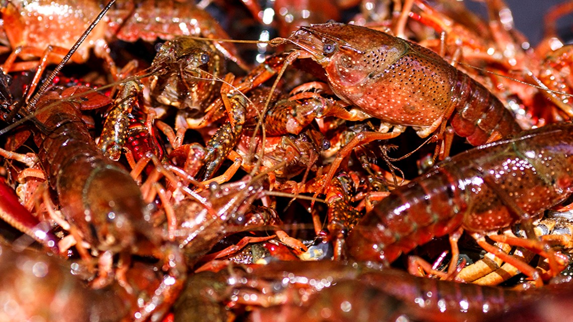 Invasive crayfish found in Texas | kvue.com