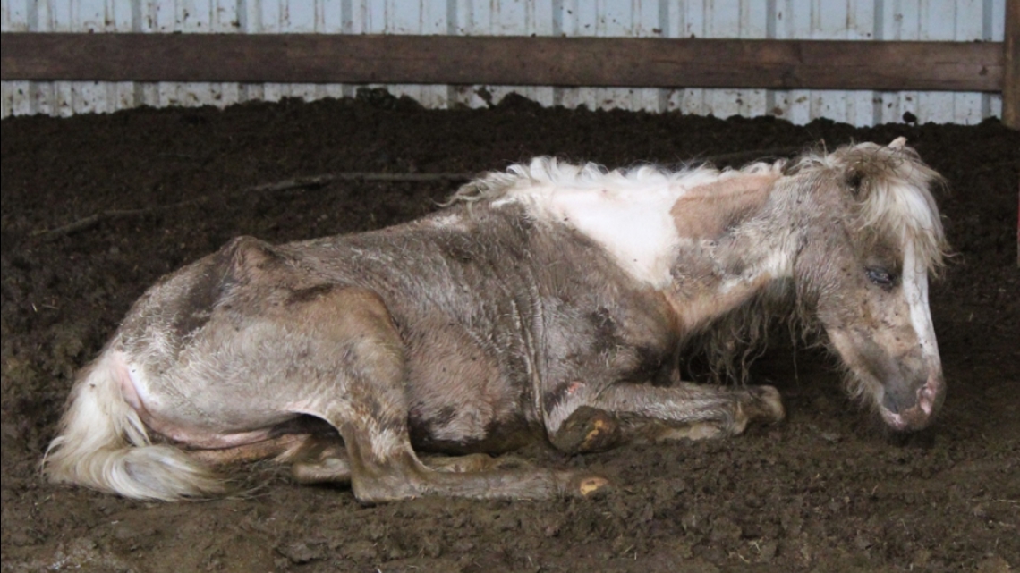 Starving, neglected animals rescued from Crosby, Houston SPCA says ...