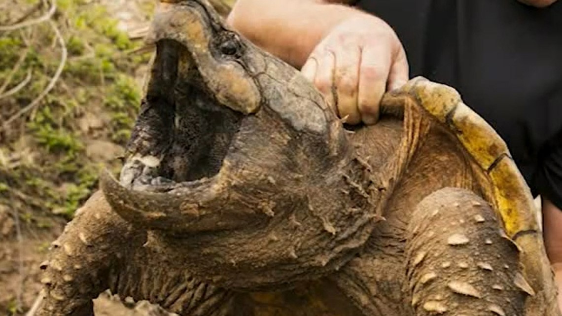 Reward offered for tips on alligator snapping turtle poaching | kvue.com