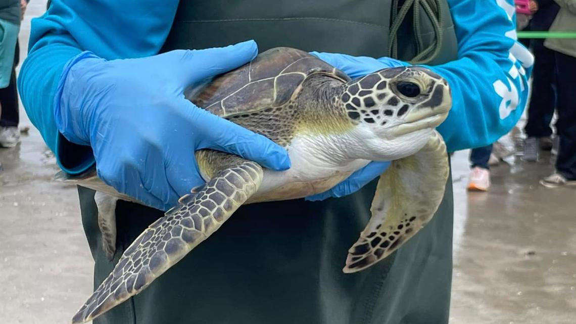 Cold-stunned turtles rescued from Houston-area bays | kvue.com