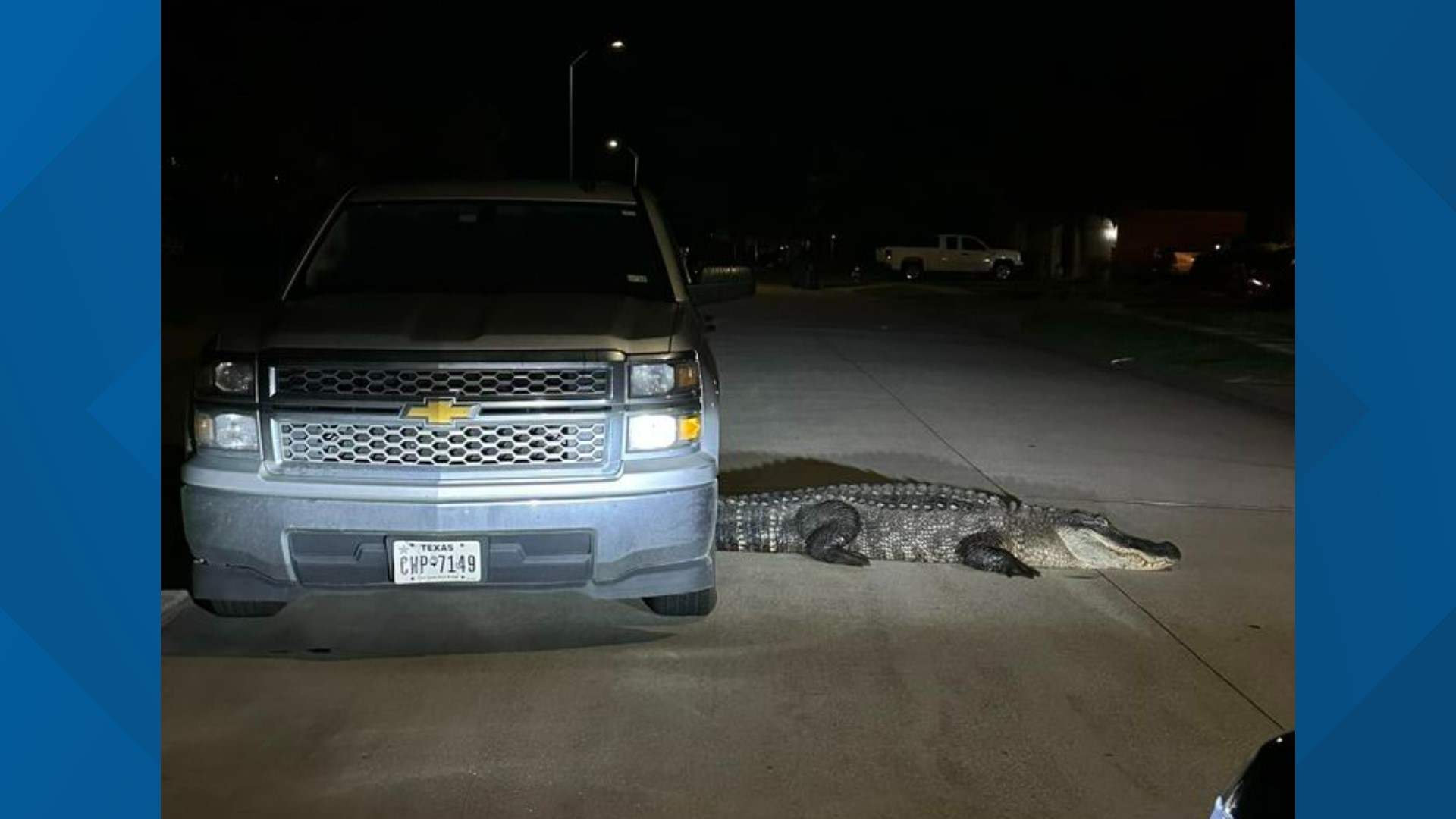 Large alligator captured in Atascocita, Texas neighborhood | kvue.com