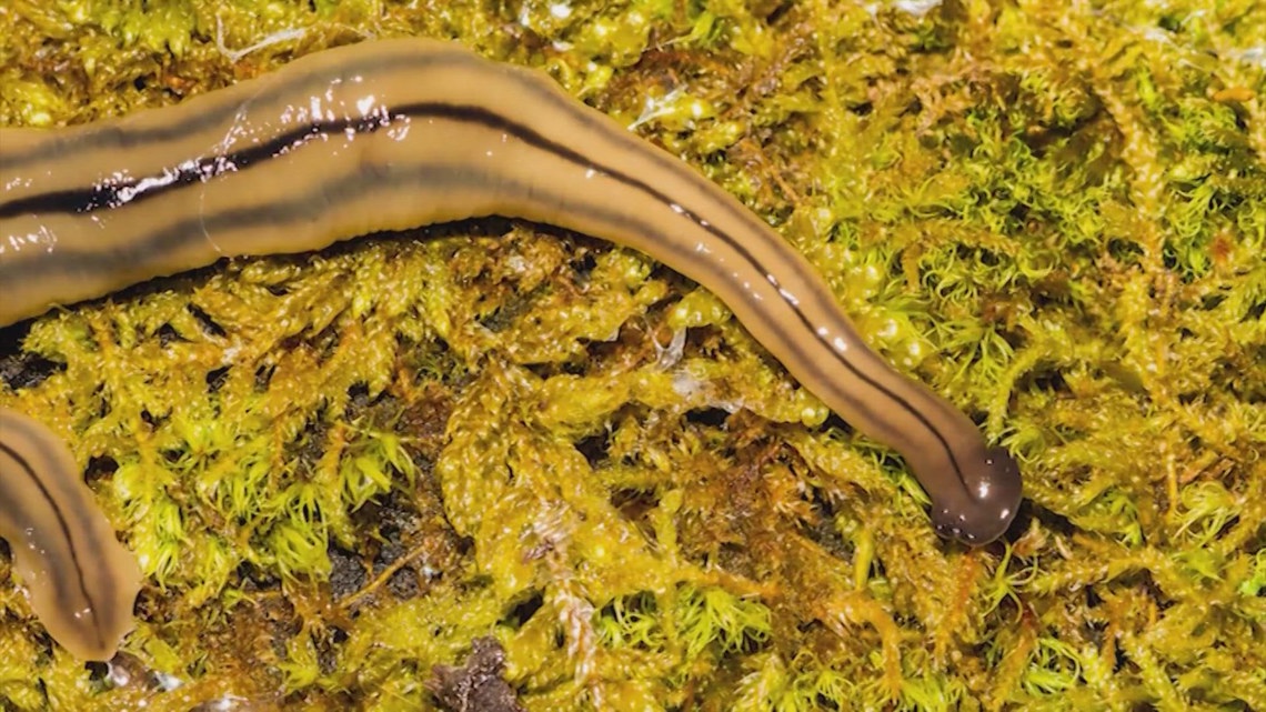 Invasive hammerhead flatworm: Houston rain could bring them out | kvue.com