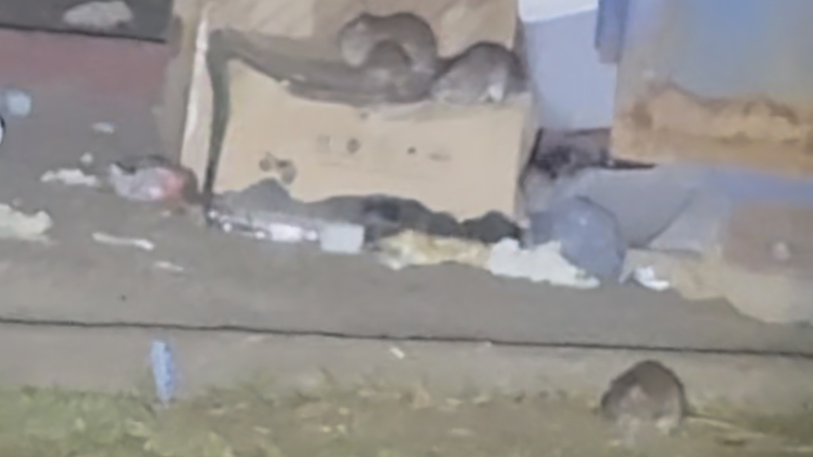 Houston apartments investigated, viral rat videos show safety issues | kvue.com