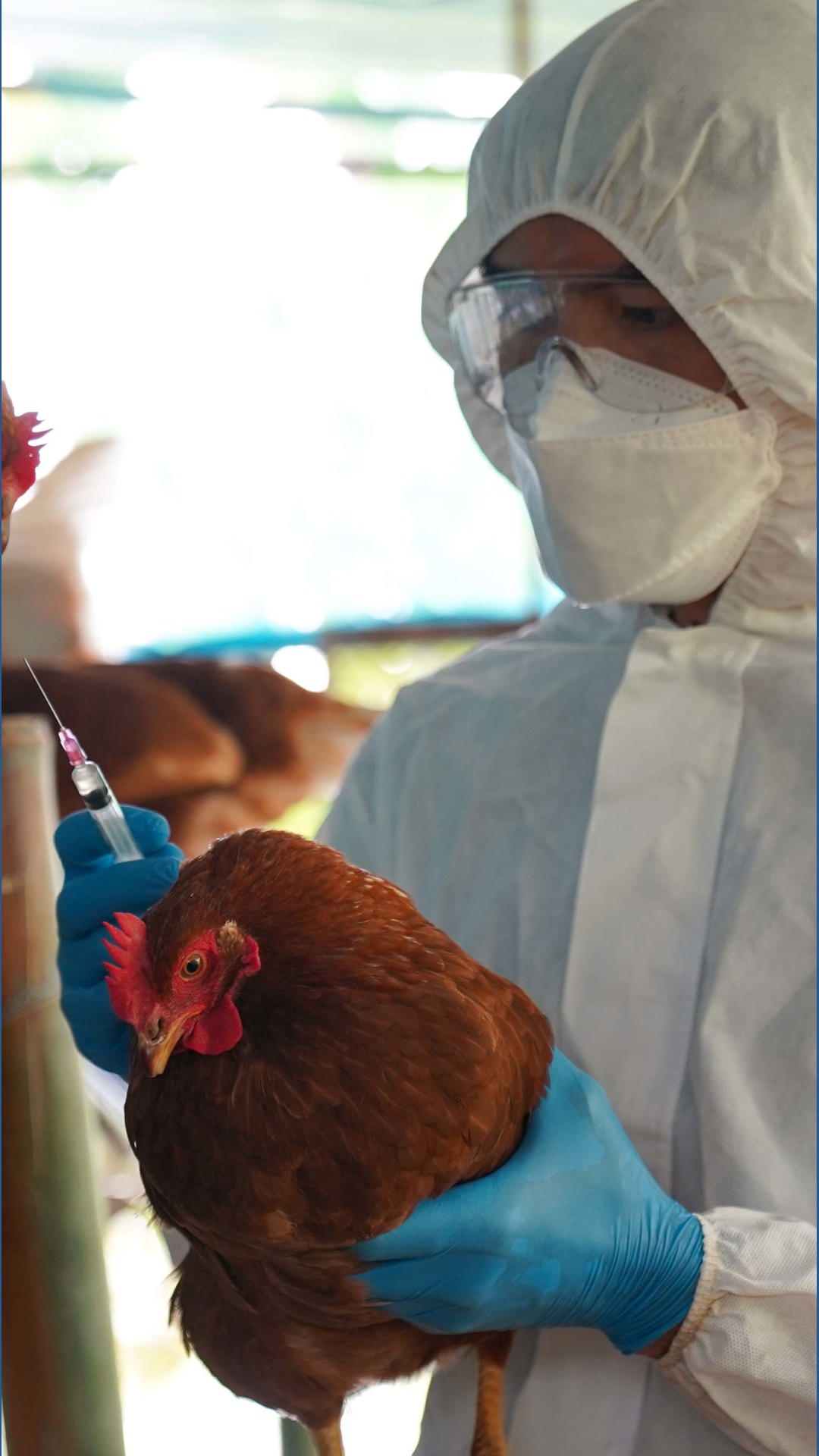 Texas health alert | Potentially deadly bird flu poses threat to ...