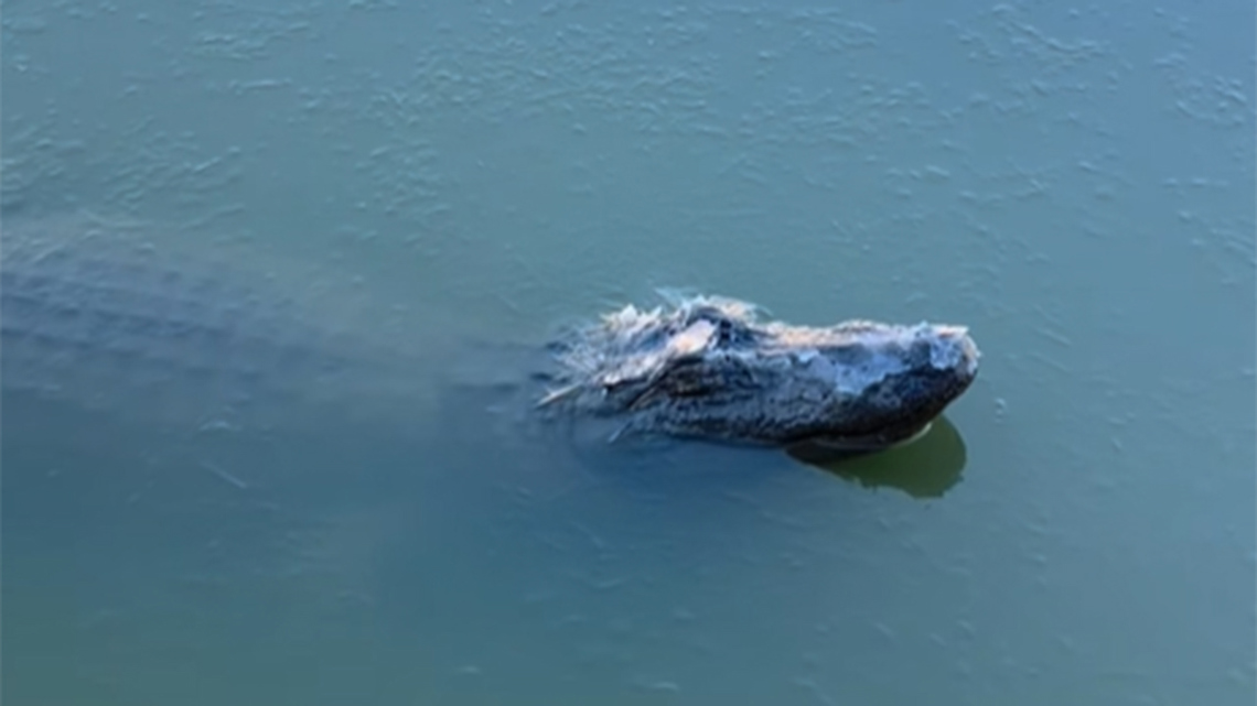Here's how one gator in Beaumont rode out the recent freezing temps ...